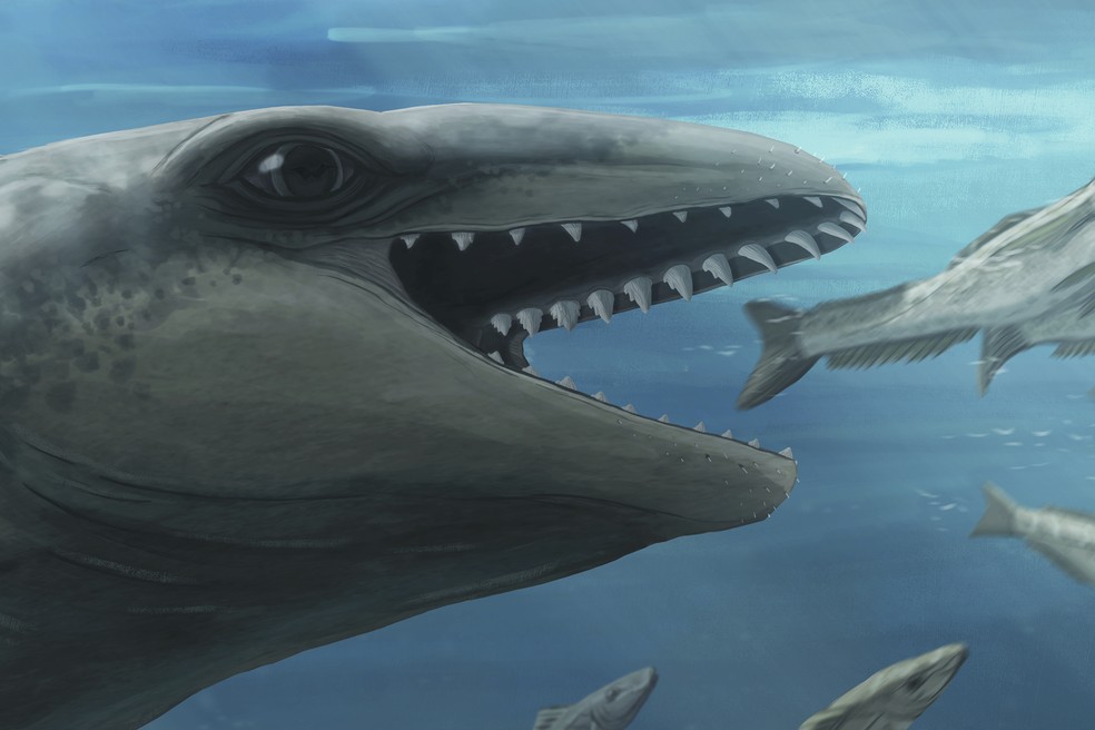 Gigante dos Oceanos: Baleia-Azul, o colosso que ainda desafia a ...