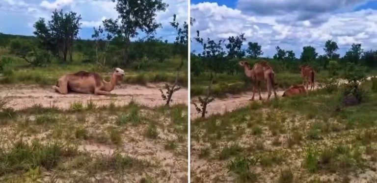 Camelos chamam atenção em fazenda no Tocantins e viralizam nas redes ...