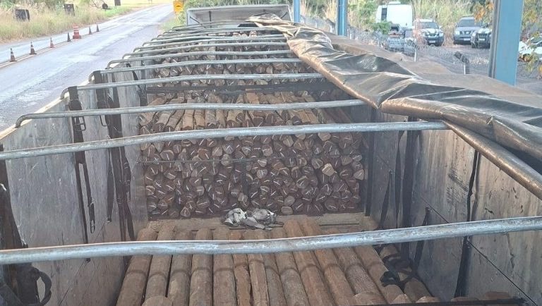 PRF apreende mais de 22 m³ de madeira nativa transportada sem licença ...