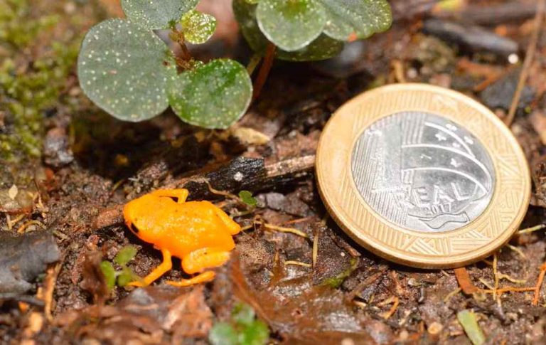 Sapinho-pingo-de-ouro ameaça desaparecer e mede apenas 1 cm